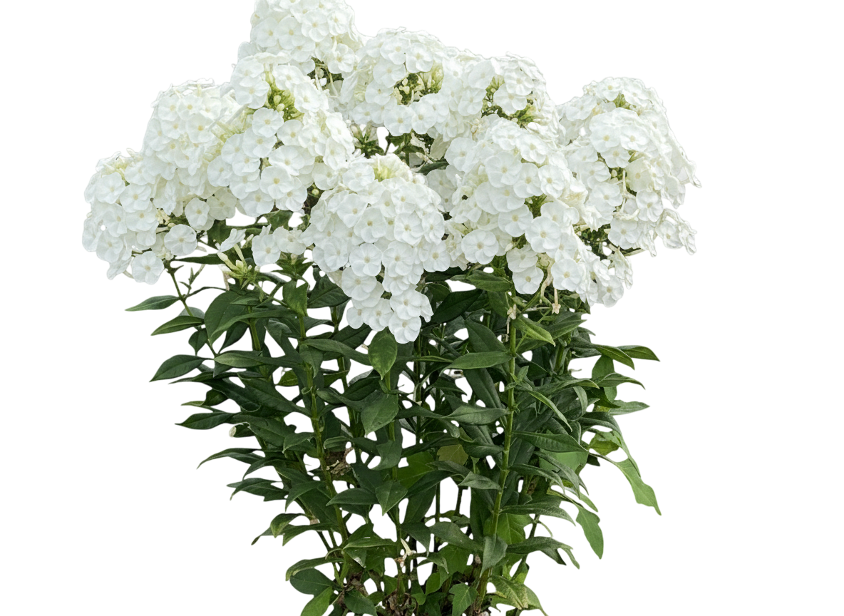 Summer Phlox (Phlox Paniculata Luminary® Backlight ) - Growing Guide ...