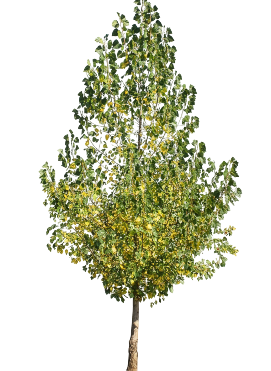 Cottonwood, Siouxland Cottonless (Populus Deltoides 'Siouxland ...