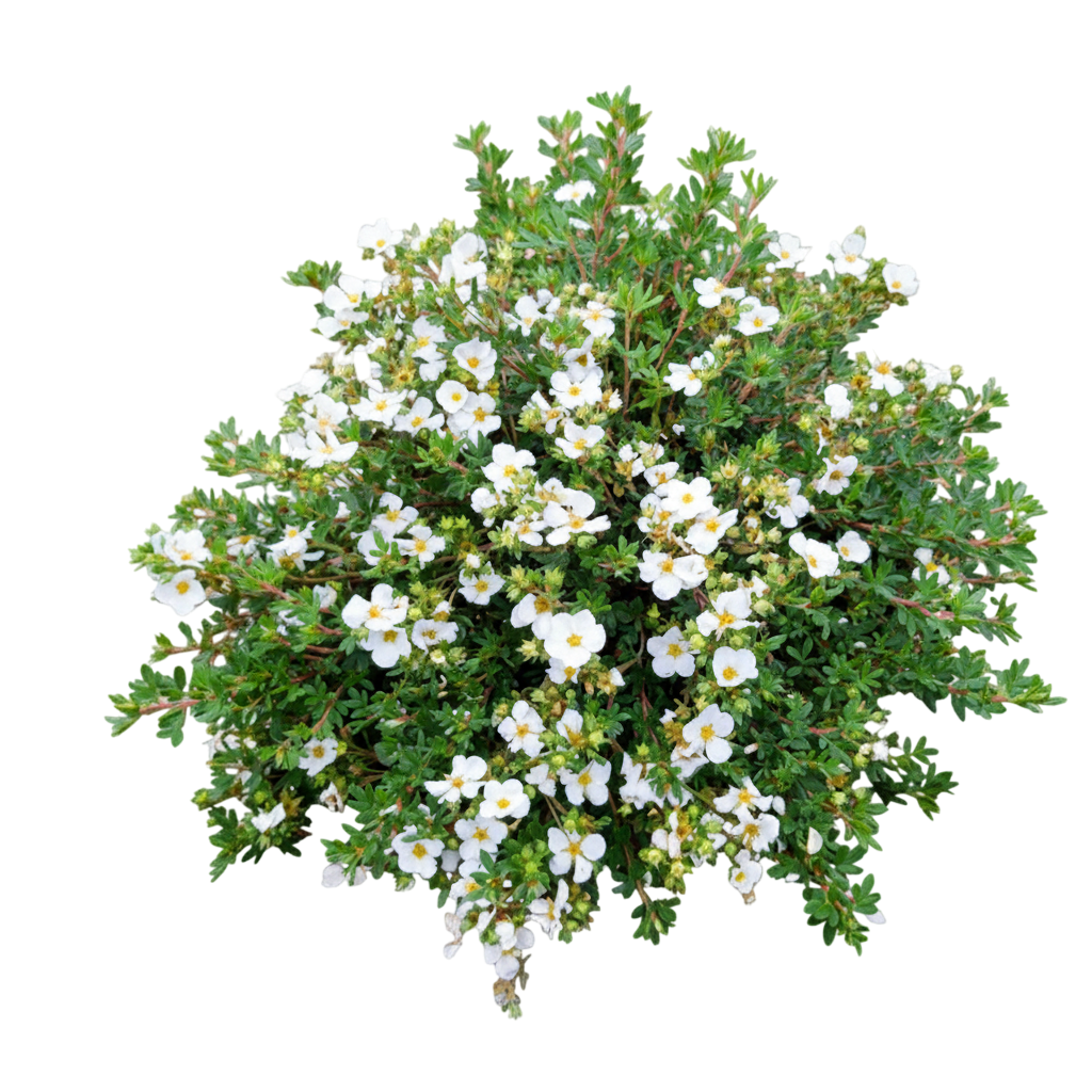 Potentilla, Bella Bianca (Potentilla Fruticosa ‘Bella Bianca ...