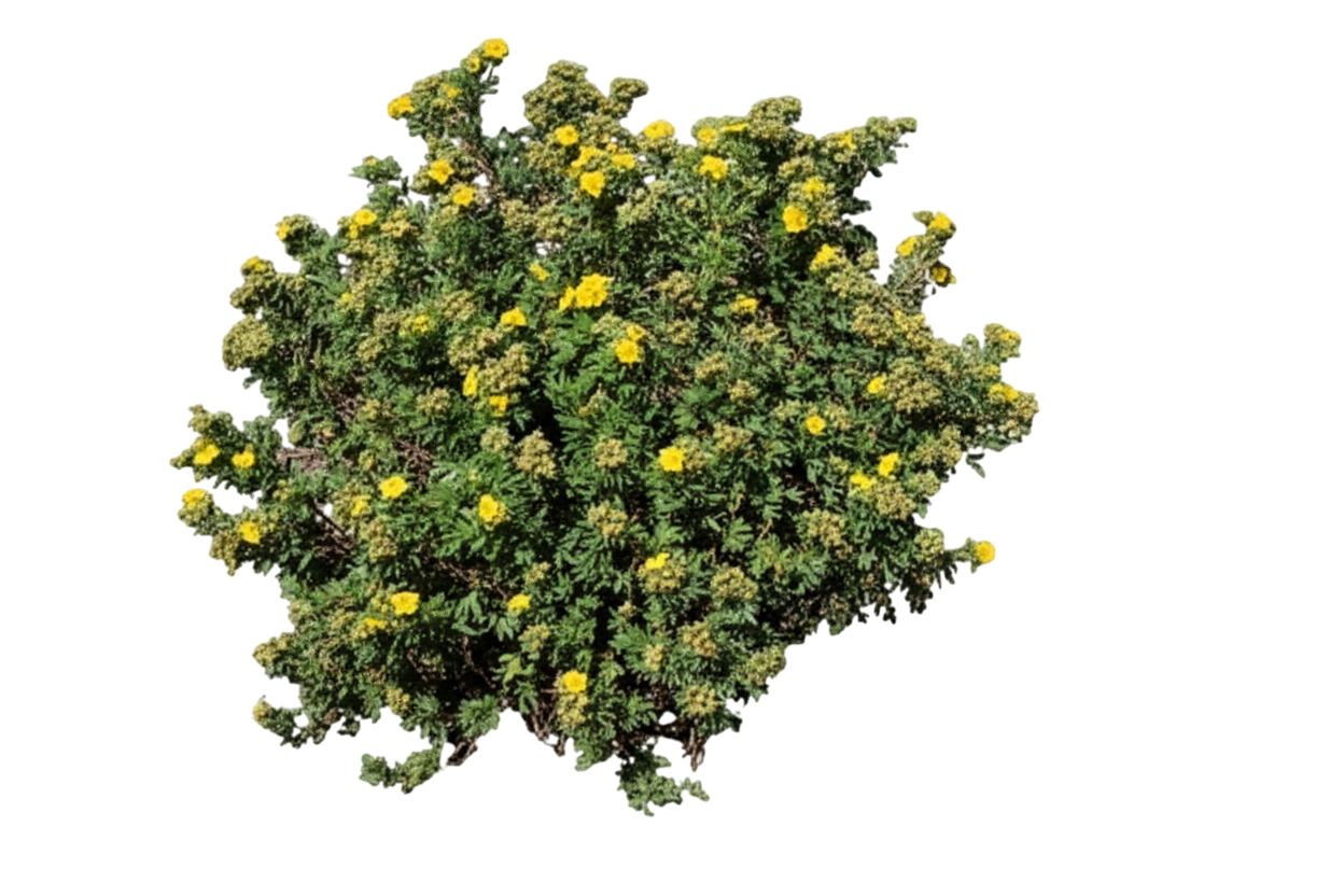 Potentilla, Jackman (Potentilla Fruticosa ‘Jackman’) - Growing Guide ...