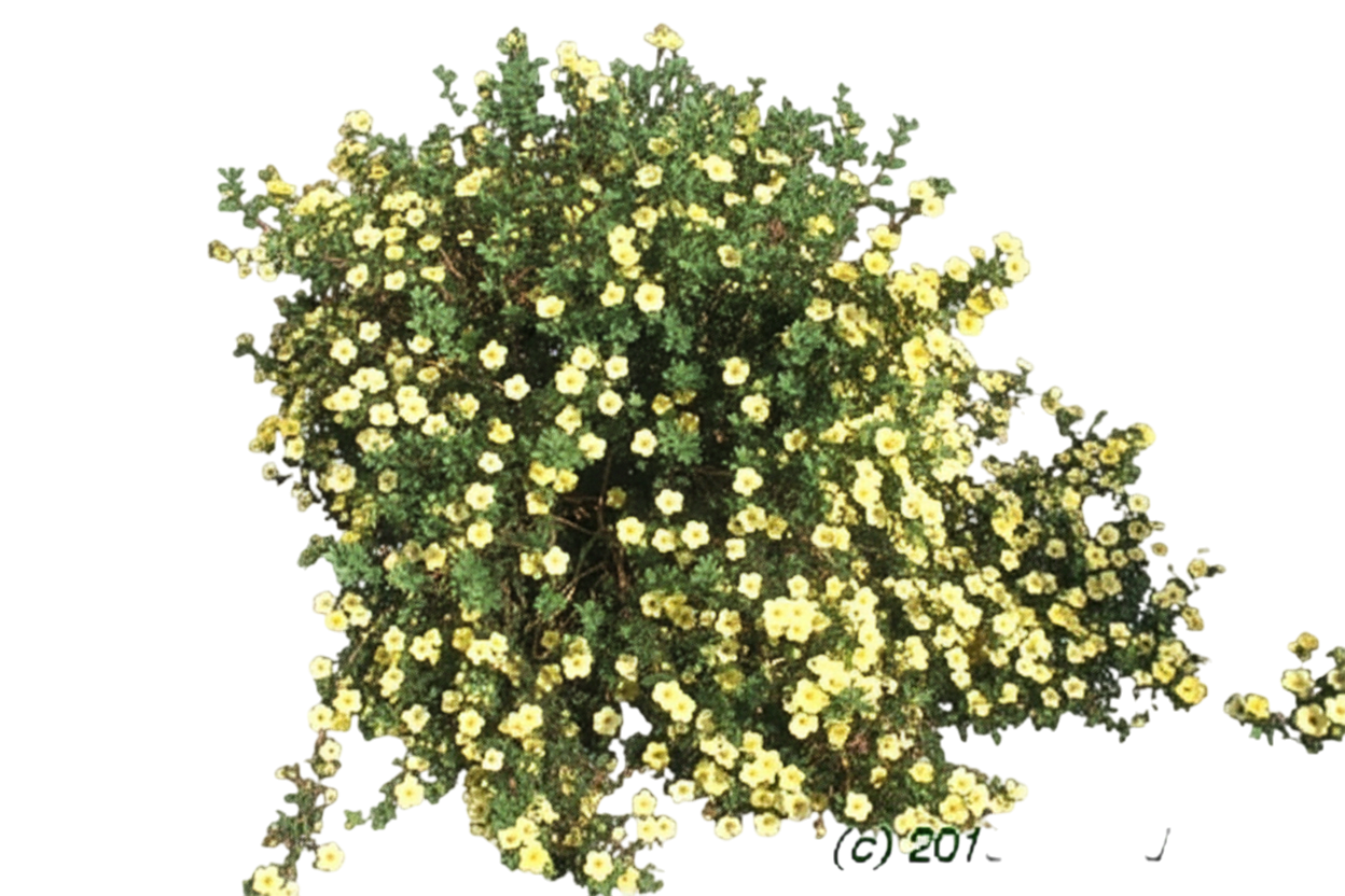 Potentilla, Katherine Dykes (Potentilla Fruticosa ‘Katherine Dykes ...