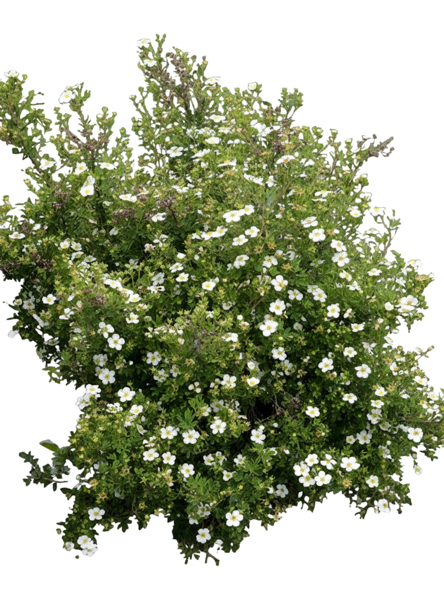 Potentilla, Snowbird (Potentilla Fruticosa ‘Snowbird’) - Growing Guide ...