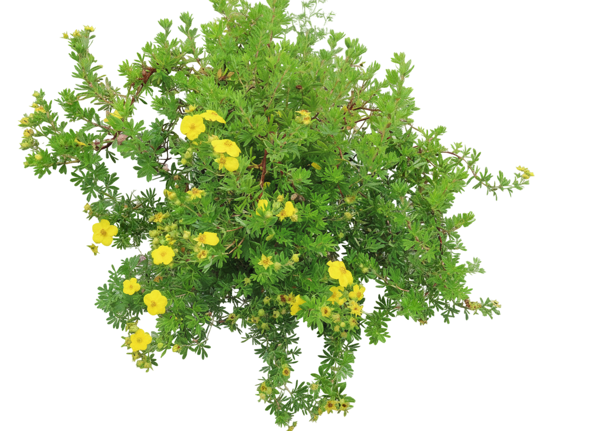 Potentilla, Goldfinger (Potentilla Fruticosa 'Goldfinger') - Growing ...