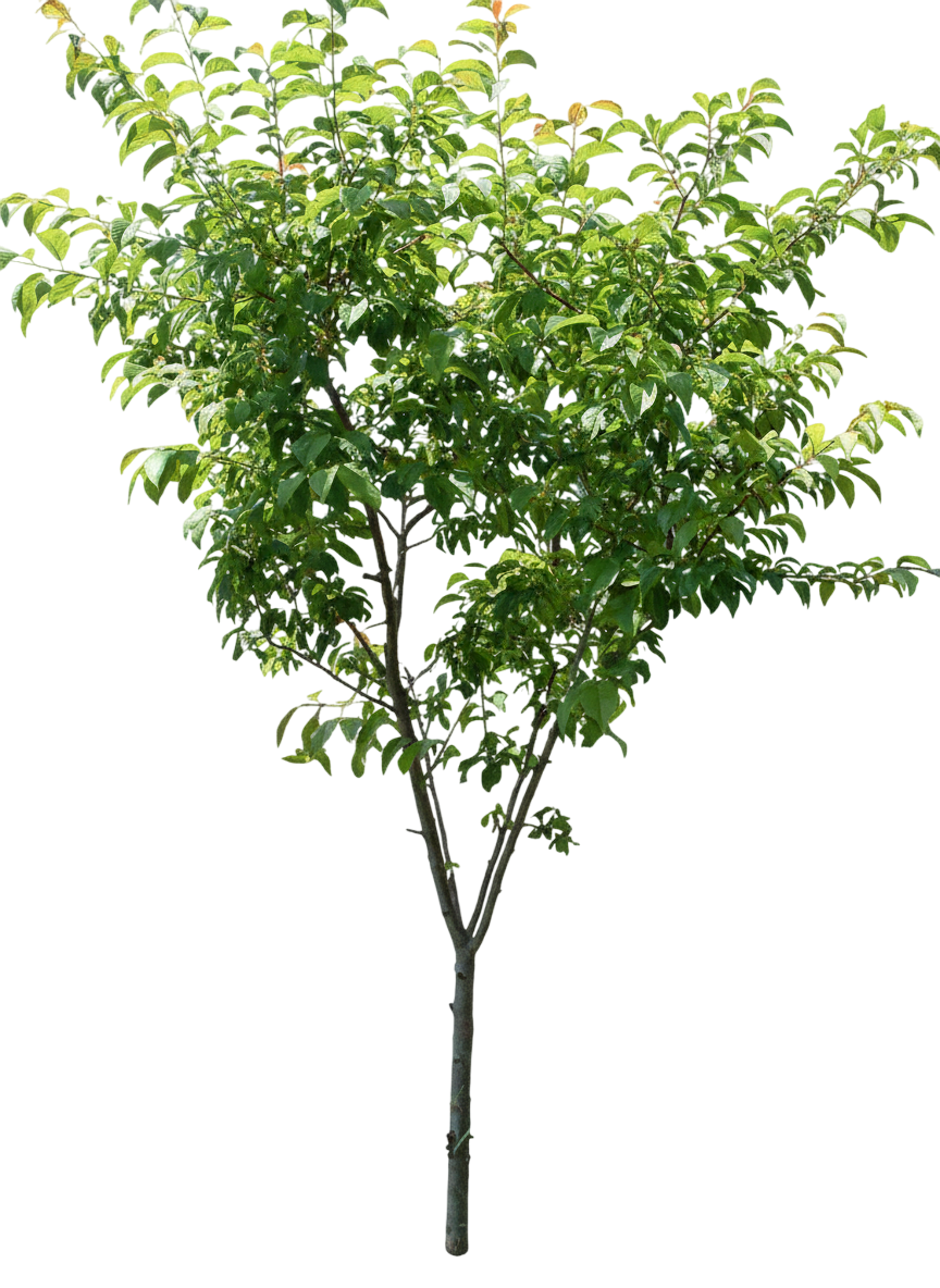 Plum, Stanley *Call For Availability* (Prunus 'Stanley') - Growing ...