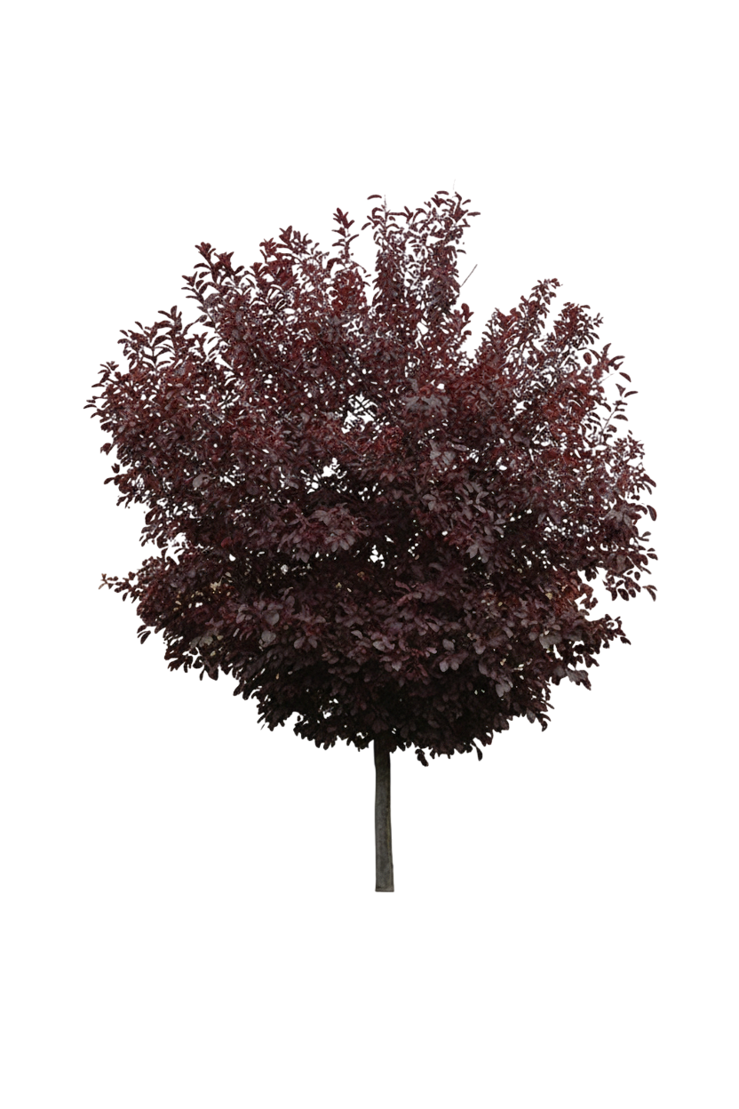 Chokecherry, Canada Red (Prunus Virginiana ‘Canada Red’) - Growing ...