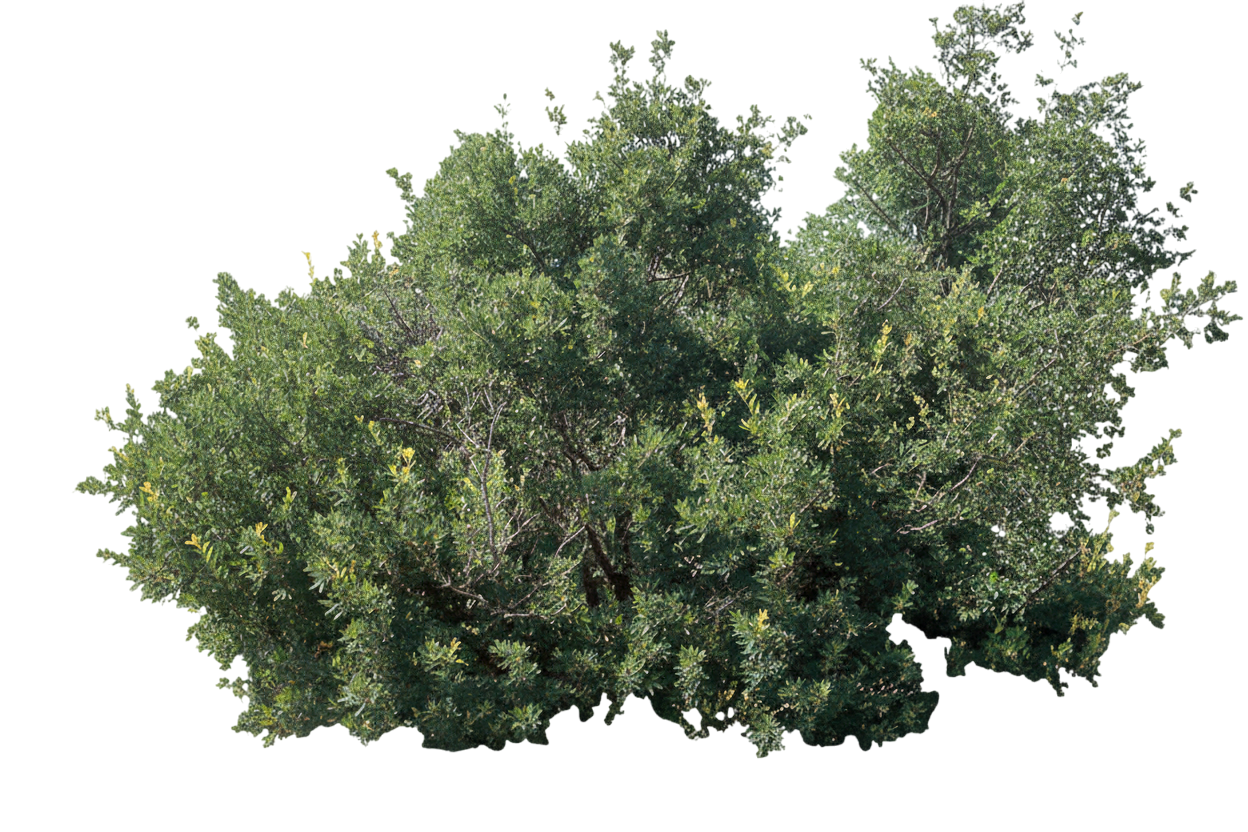 Oak, Wavyleaf (Quercus Undulata) - Growing Guide | Neighborbrite