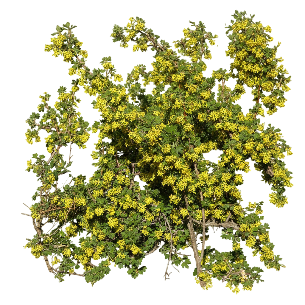 Currant, Crandall Clove (Ribes Odoratum 'Crandall') - Growing Guide ...