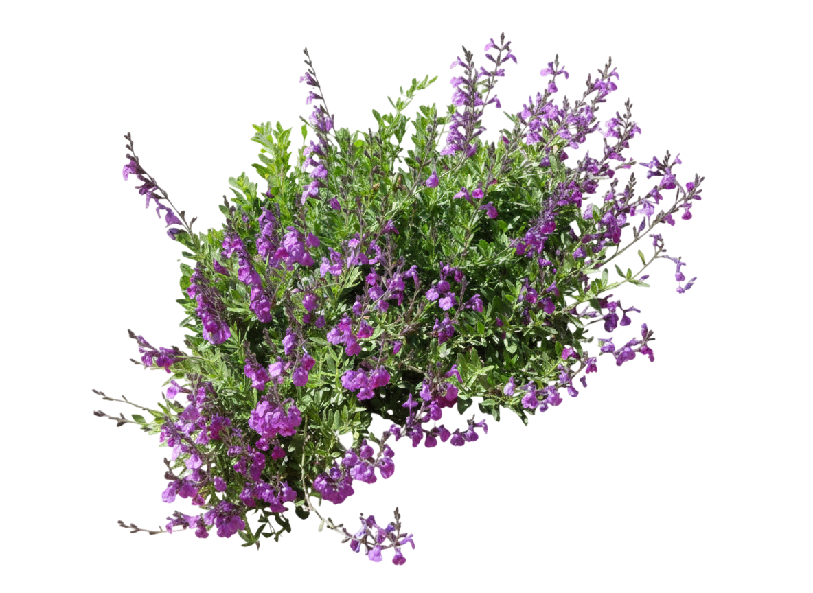Sage, Ultra Violet (Salvia Lycioides X Greggii ‘Ultra Violet ...