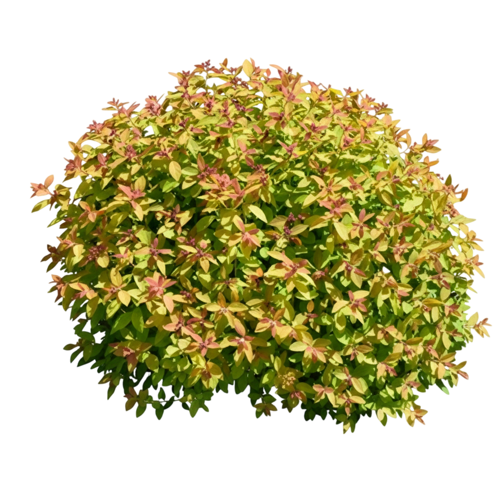 Spirea, Double Play Candy Corn (Spiraea Japonica 'Ncsx1') - Growing ...