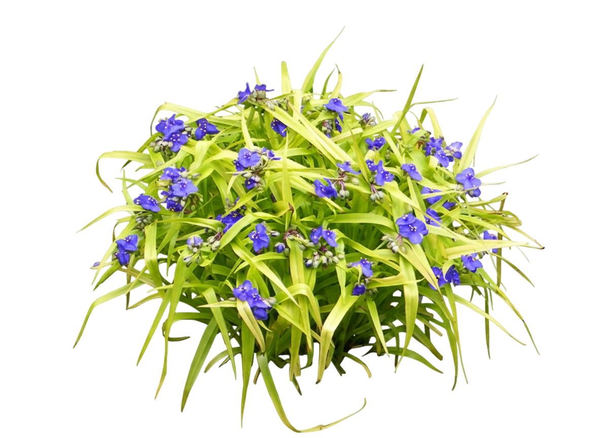 Spiderwort (Tradescantia Andersoniana 'Sweet Kate') - Growing Guide ...