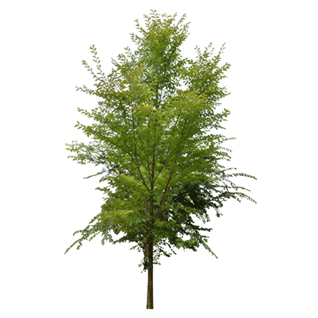 Elm, Choice City (Ulmus Davidiana 'Choice City') - Growing Guide ...