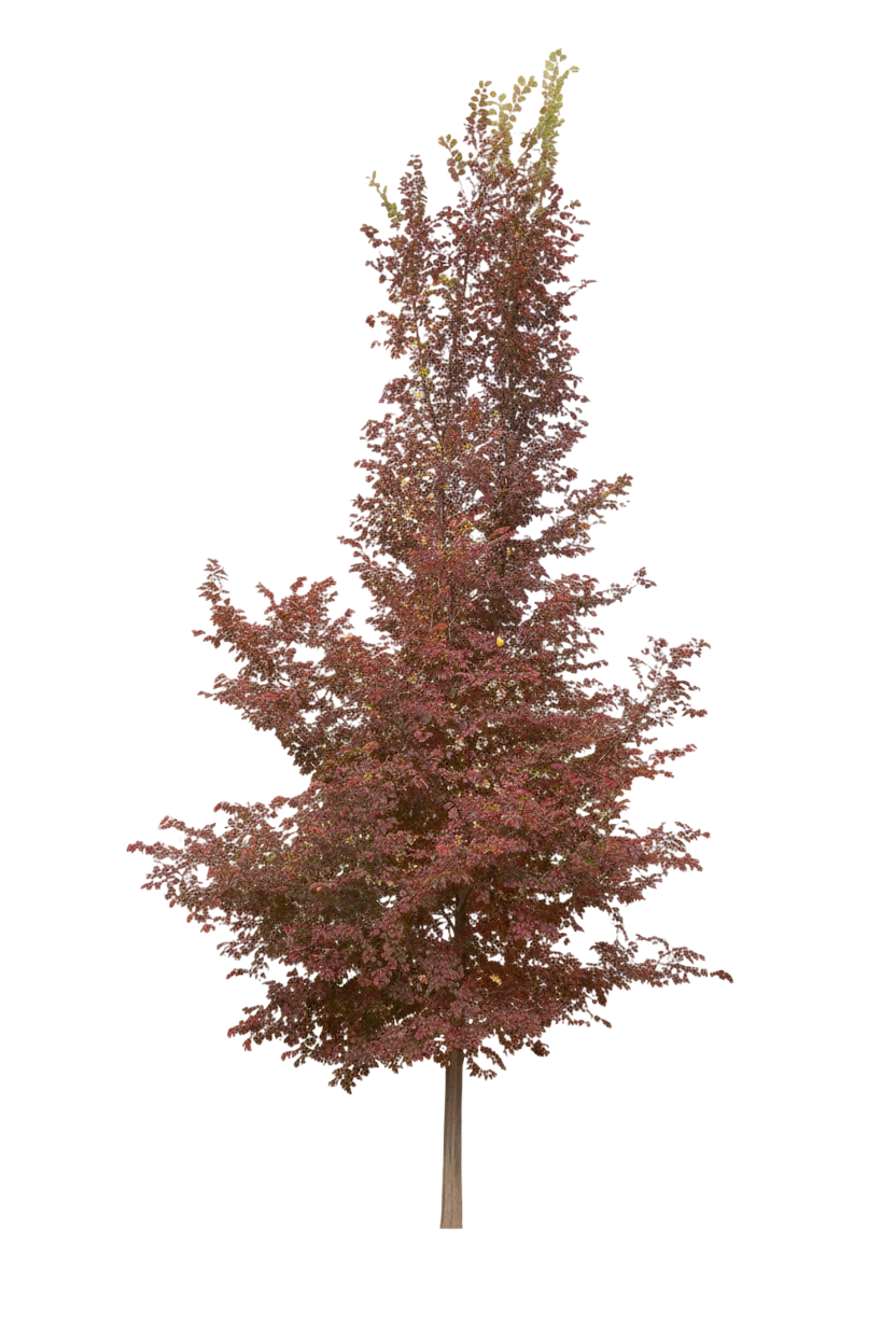 Elm, Frontier (Ulmus X 'Frontier') - Growing Guide | Neighborbrite