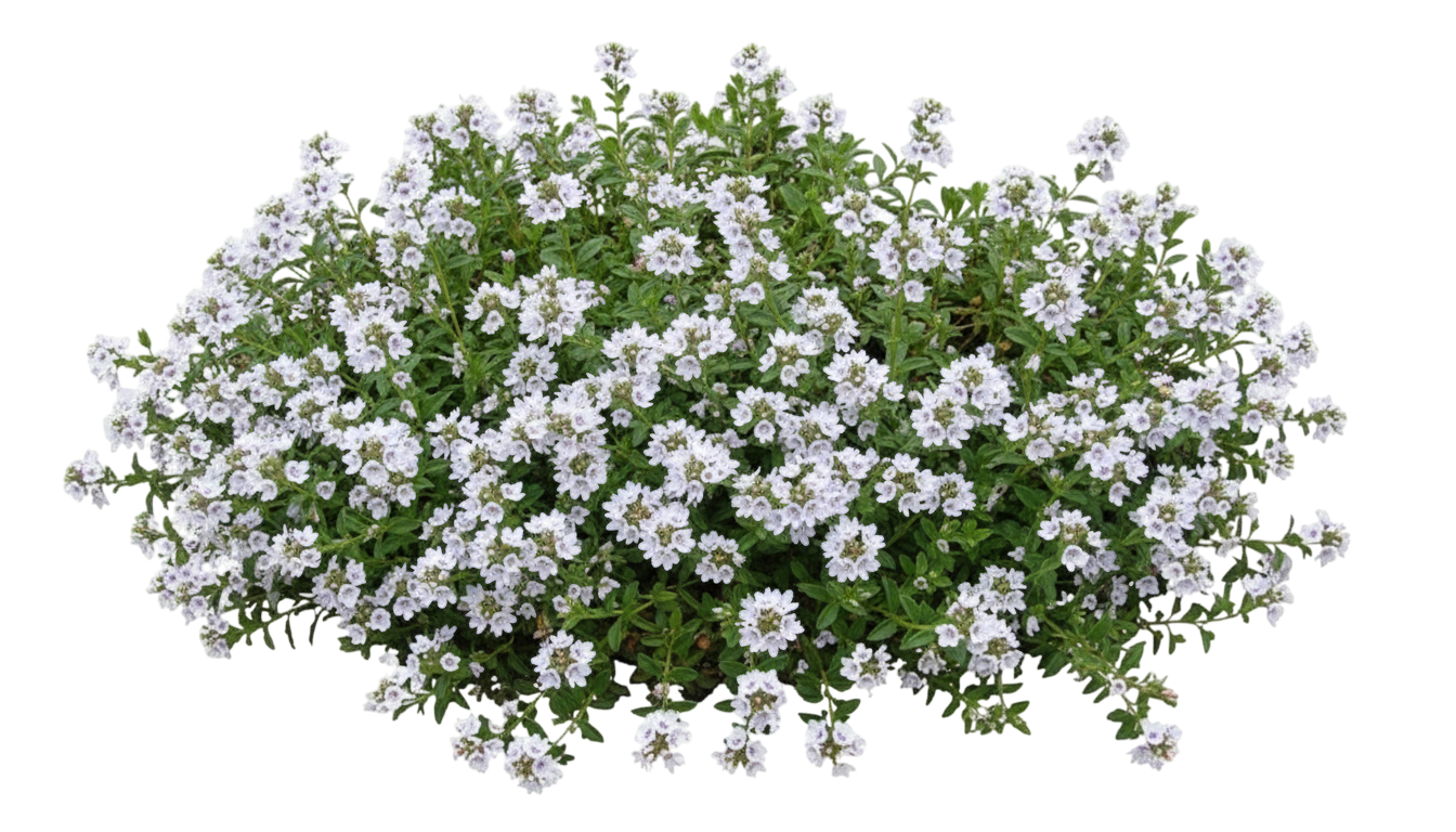 Speedwell, Snowmass (Veronica 'Speedwell P018S’) - Growing Guide ...