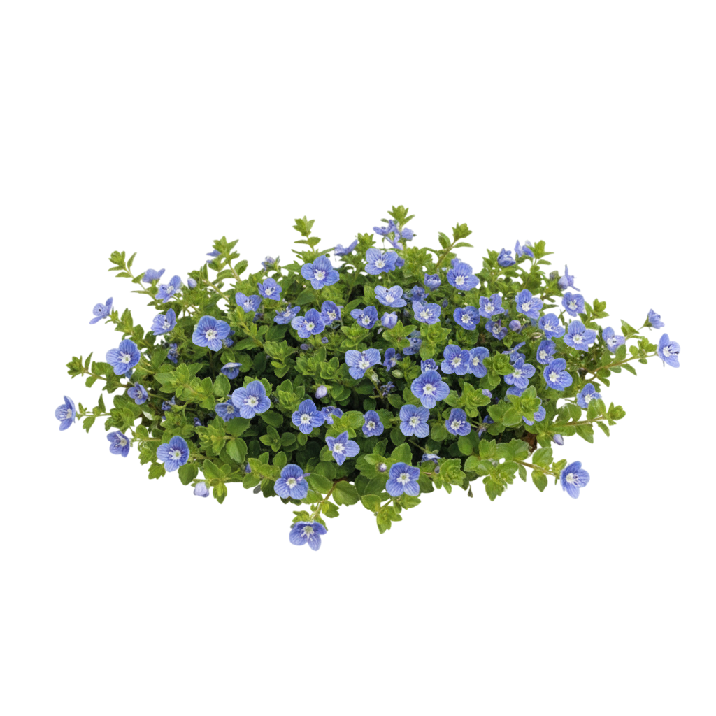 Speedwell, Crystal River (Veronica 'Reavis') - Growing Guide ...