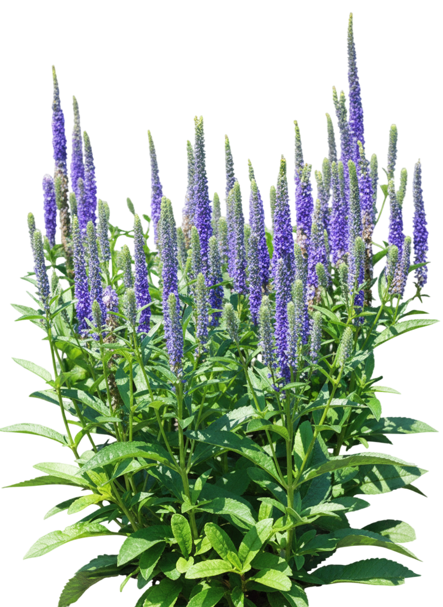 Speedwell (Veronica Spicata 'Royal Candles') - Growing Guide ...
